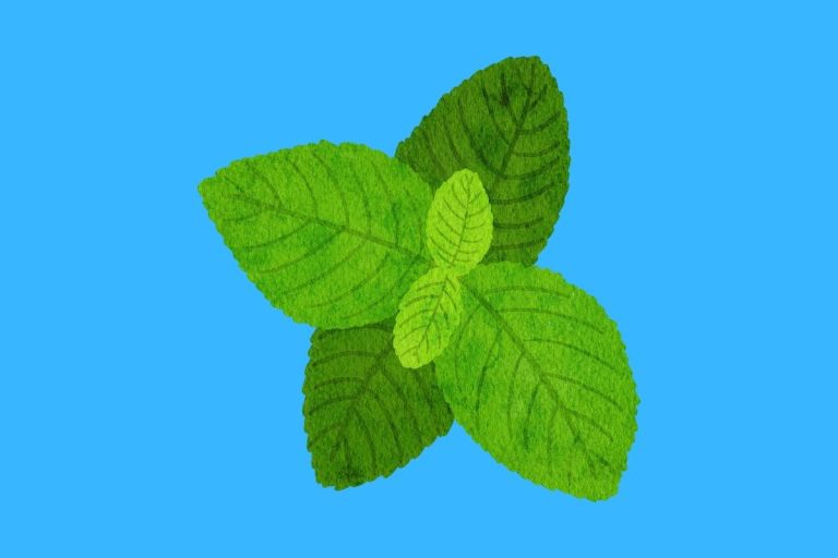 55 Funny Mint Puns - Here's a Joke