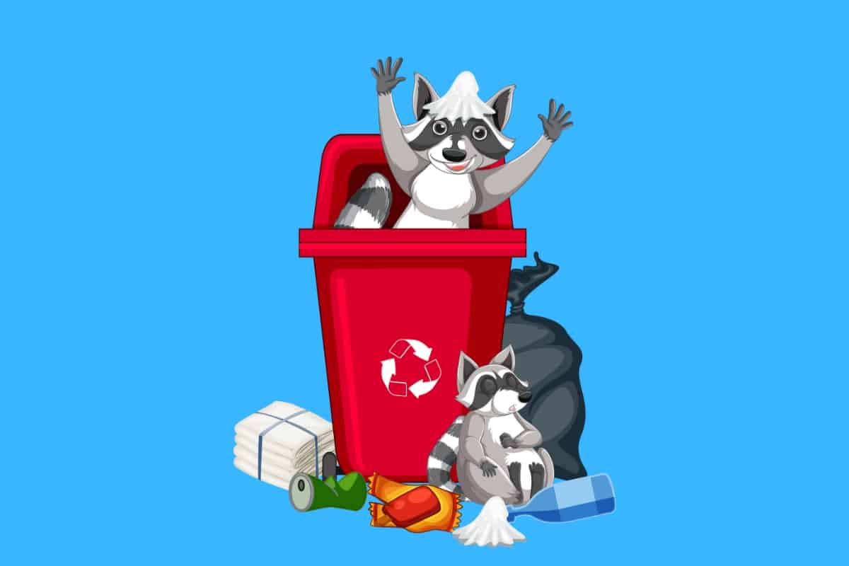 15 Best Raccoon Puns - Here's a Joke